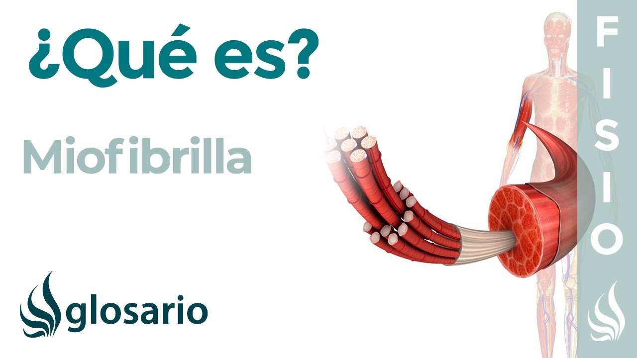 MIOFIBRILLA | Qué es, dónde se encuentra, componentes y cuál es su ...