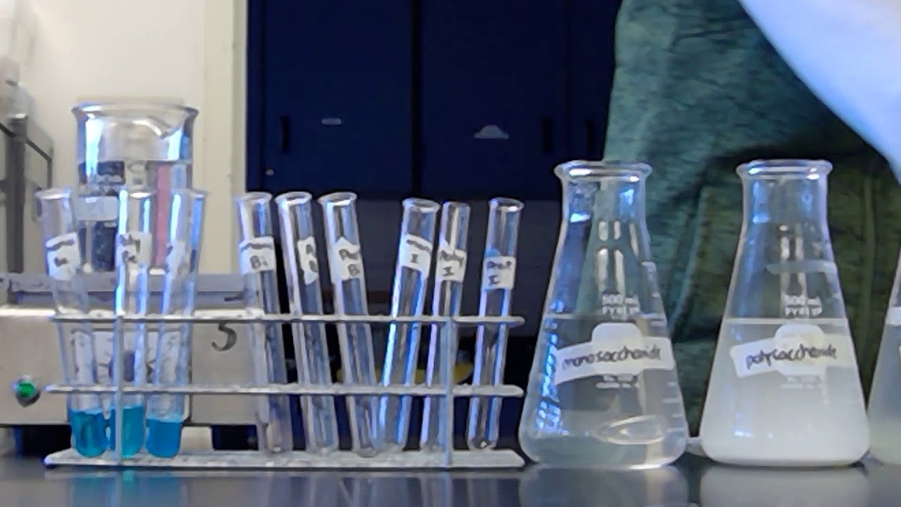 Biomolecule Indicator Lab - YouTube