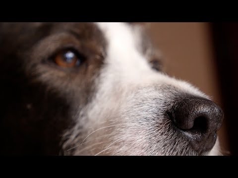 Ask the vet: Expert answers to your top questions