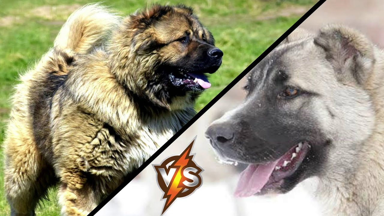 Gampr VS Caucasian Shepherd Dog - Who is stronger? Comparison of wolfhounds. - YouTube