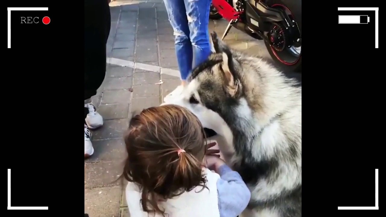 Cute Baby kisses Siberian Husky Dog ~Adorable~ - YouTube