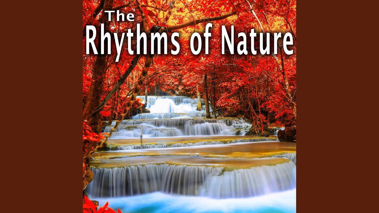 Relaxing Forest Morning for Restful Sleep and Well Being - YouTube