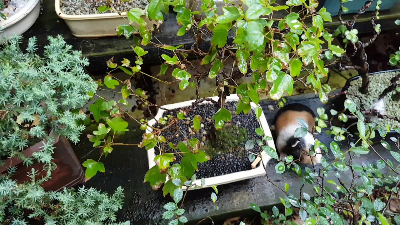 Chinese Elm Root Cuttings Update + A Maple Twig + Money Trees - YouTube