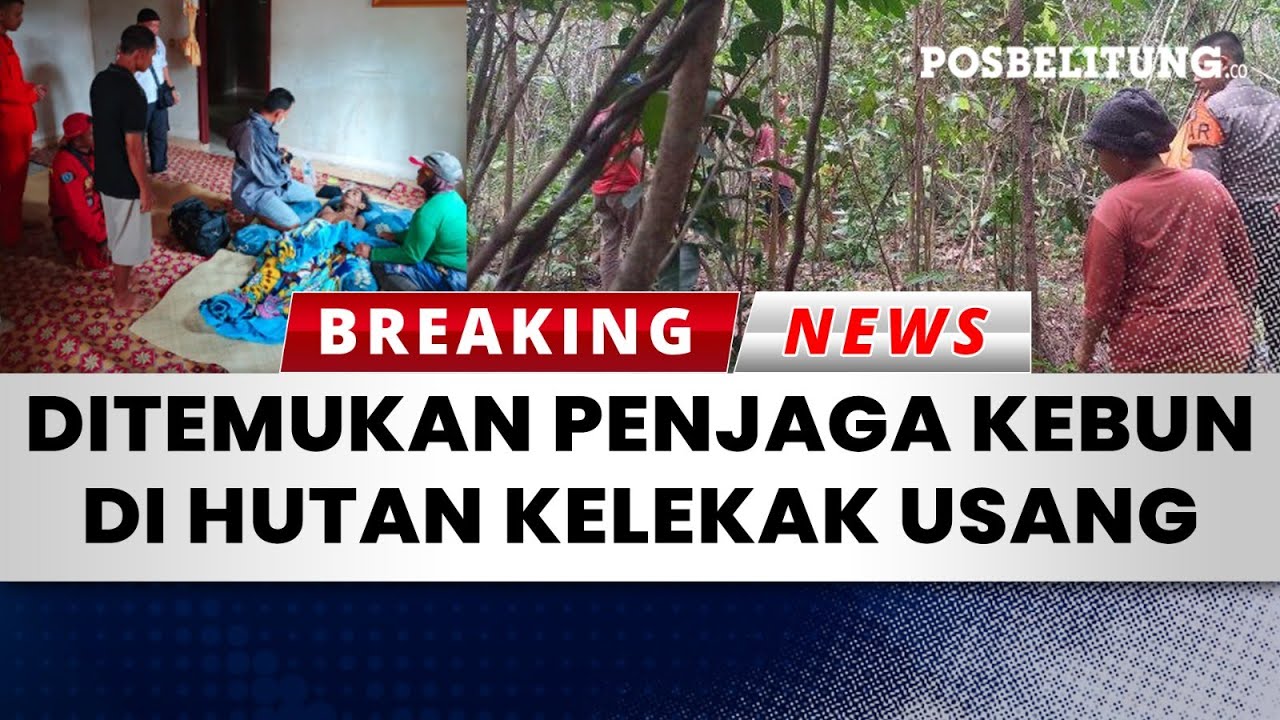 🔴 BREAKING NEWS : Basawi Ditemukan Penjaga Kebun di Hutan Kelekak Usang ...