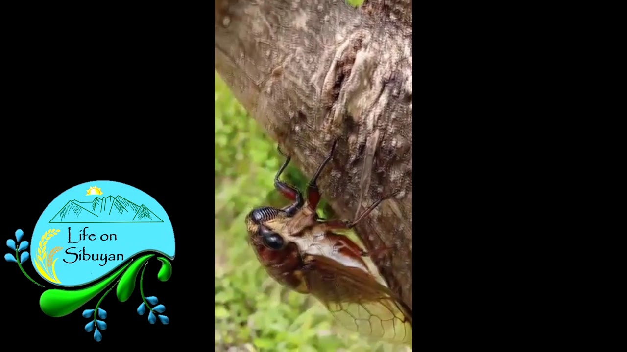 Cicadas in the Mountain and Man Walking with Basket - YouTube