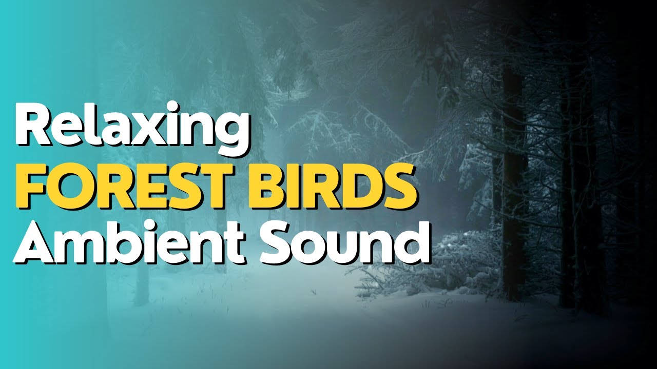 1 Hour Soothing and Relaxing Forest Birds Ambient Sound For Relaxation ...