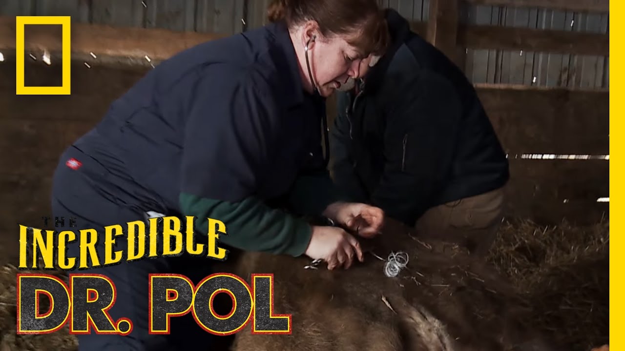 Cow Gas | The Incredible Dr. Pol - YouTube