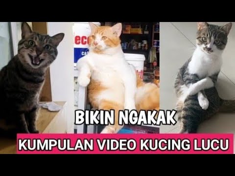 Kumpulan Kucing Lucu | Tingkah Lucu Kucing - YouTube