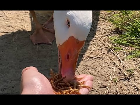 Goose eating dried mealworms (From Hand) - 240fps - YouTube
