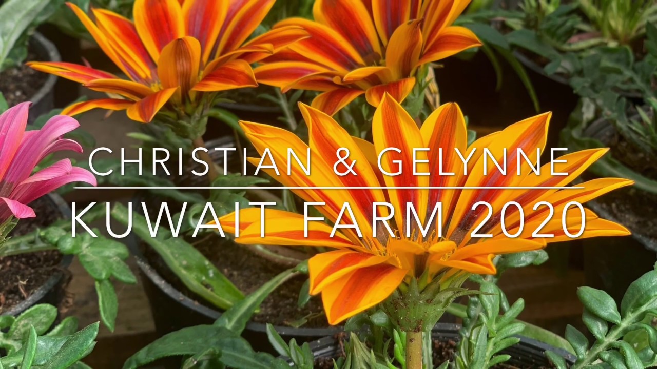 Kuwait Farm 2020 - YouTube