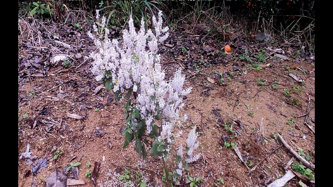 A PLANTA MIRRA PARA QUE SERVE Chá de mirra e como preparar - YouTube