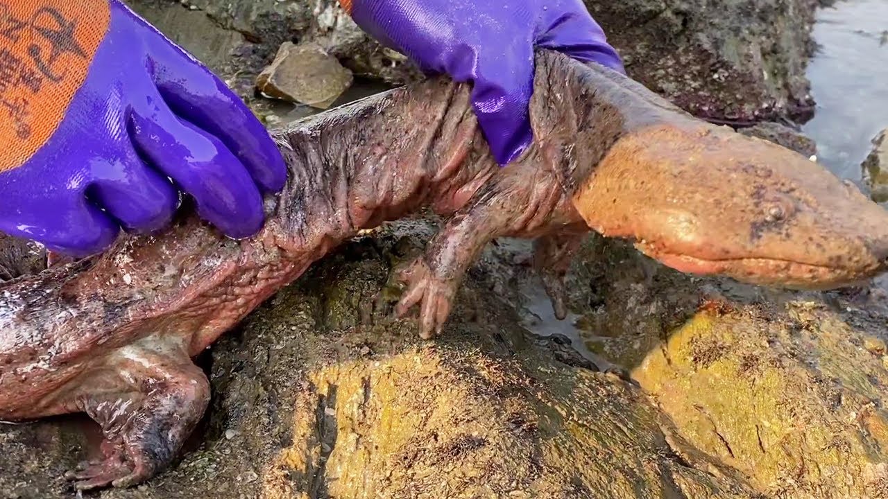 Big brother rushes to the sea to pick up strange salamanders! It's ...
