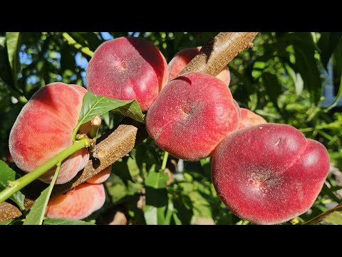 Персик Ерлі Сендвіч.Надранні сорти інжирних персиків.