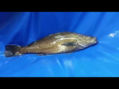 Totoaba - YouTube