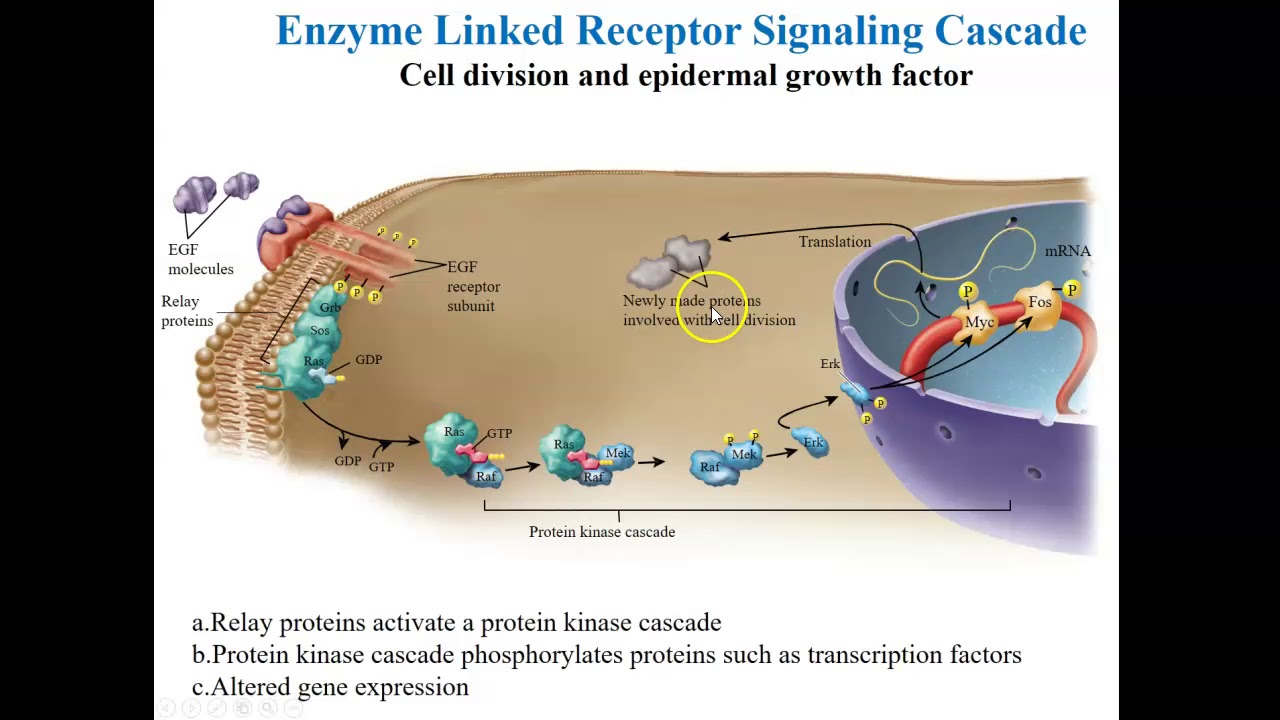 Enzyme Linked Receptors (8.5) - YouTube