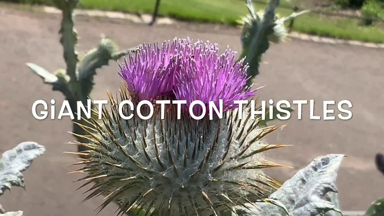 Scottish Thistle - The National Emblem of Scotland - YouTube