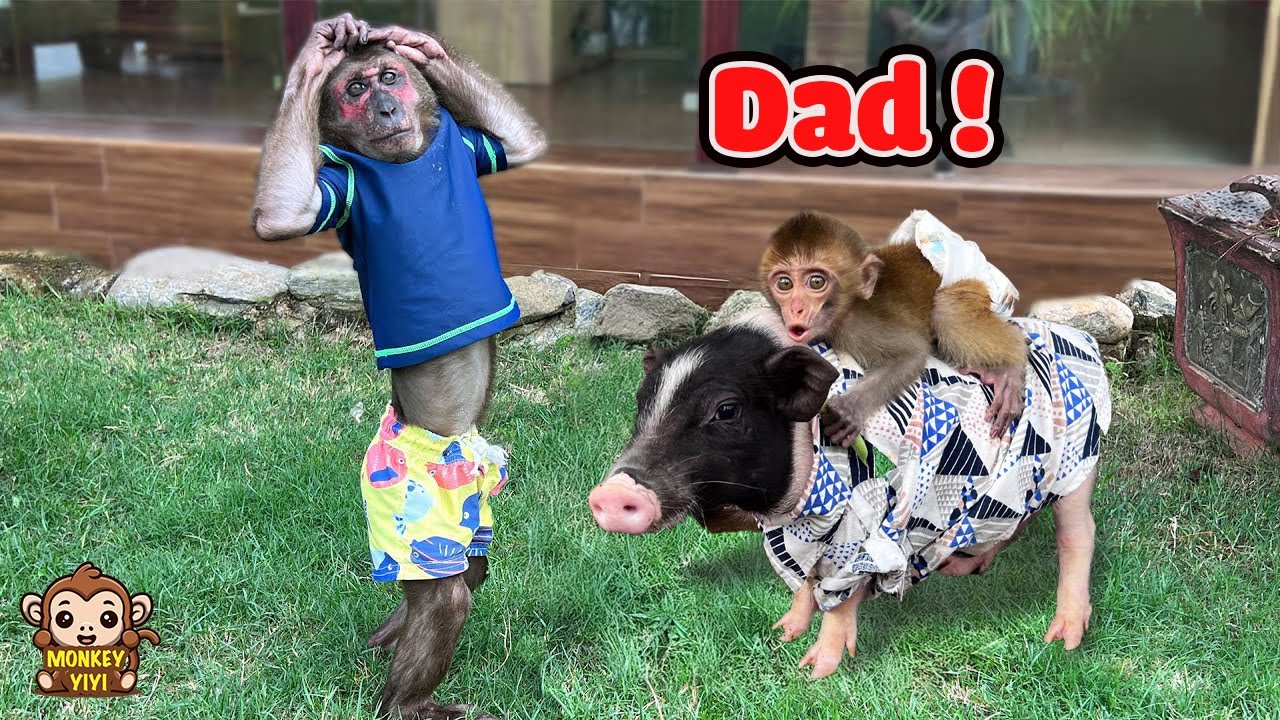 The most touching moments as YoYo Jr 's adoptive dad with baby monkey ...