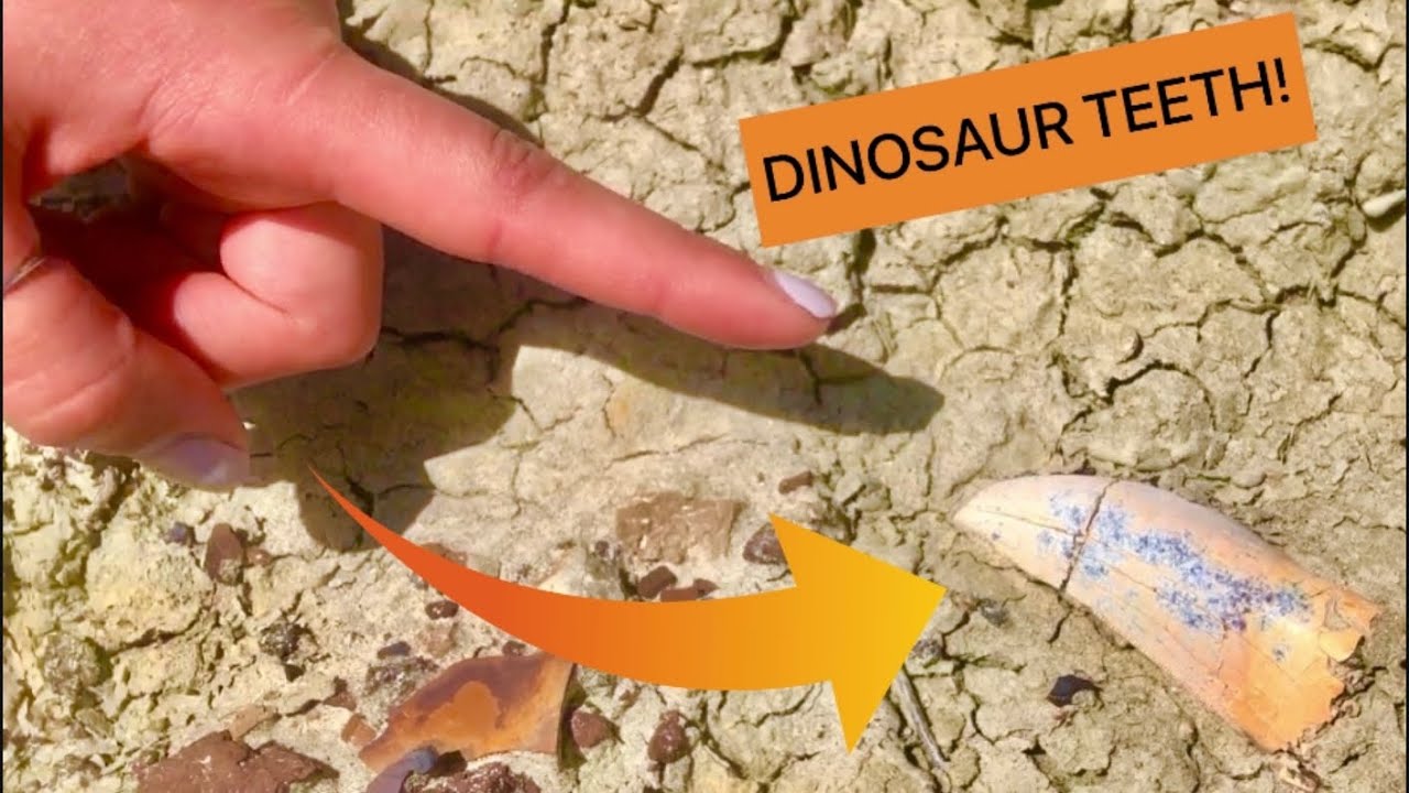 PHT Ep: 01 Tyrannosaur Teeth. Finding dinosaur teeth while fossil ...