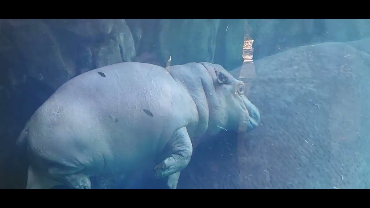 Cincinnati Zoo: Hippopotamus (2022) (FEATURING BABY FRITZ!!!!) - YouTube