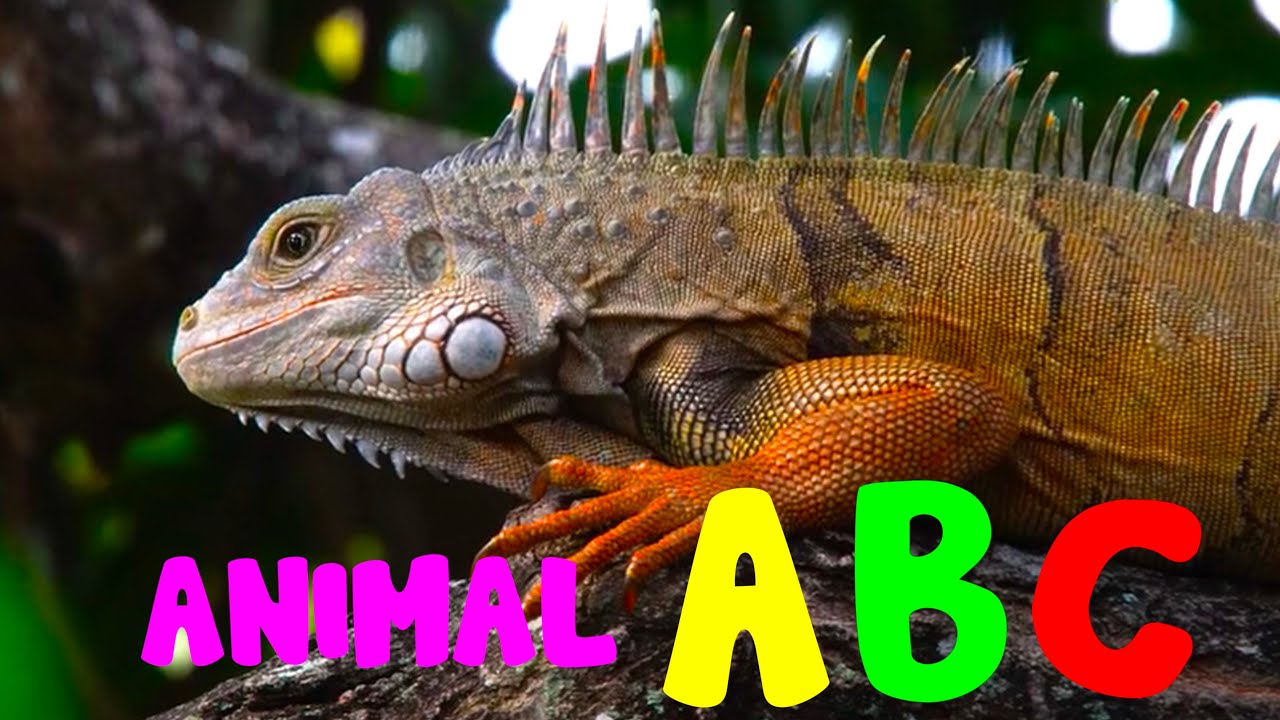 REAL ANIMAL ALPHABET ABC Phonics Song - YouTube
