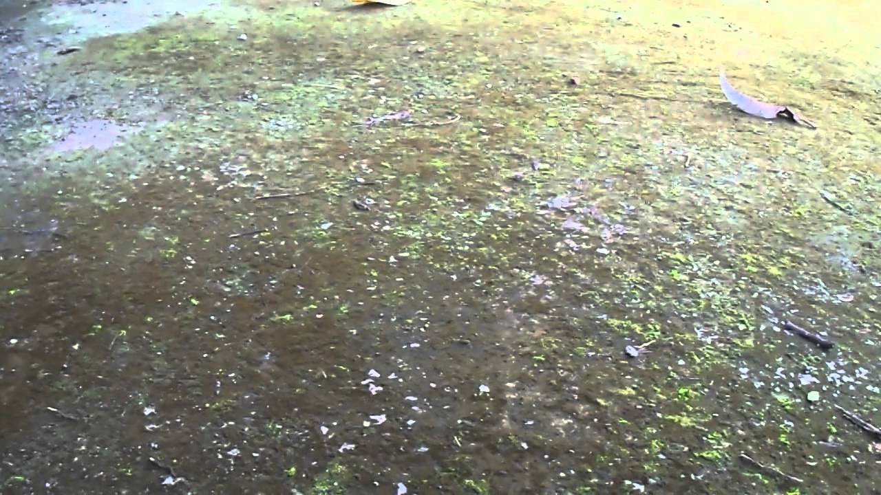 icp fonz pond - YouTube