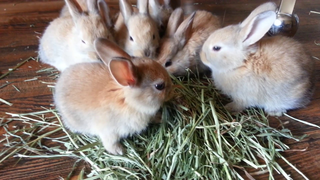 CONEJOS/ COMIENDO HENO 29 DIAS DE VIDA, LILY ORELLANA - YouTube