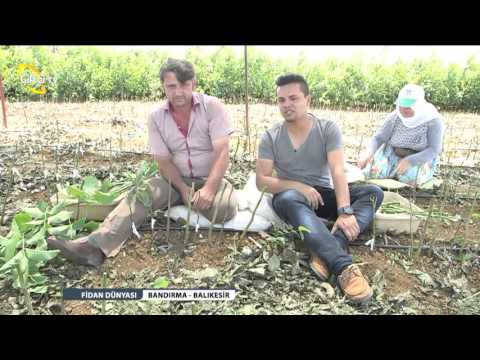 BÖLÜM FİDAN DÜNYASI/BANDIRMA-BALIKESİR