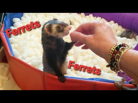 Ferret Playtime! - YouTube