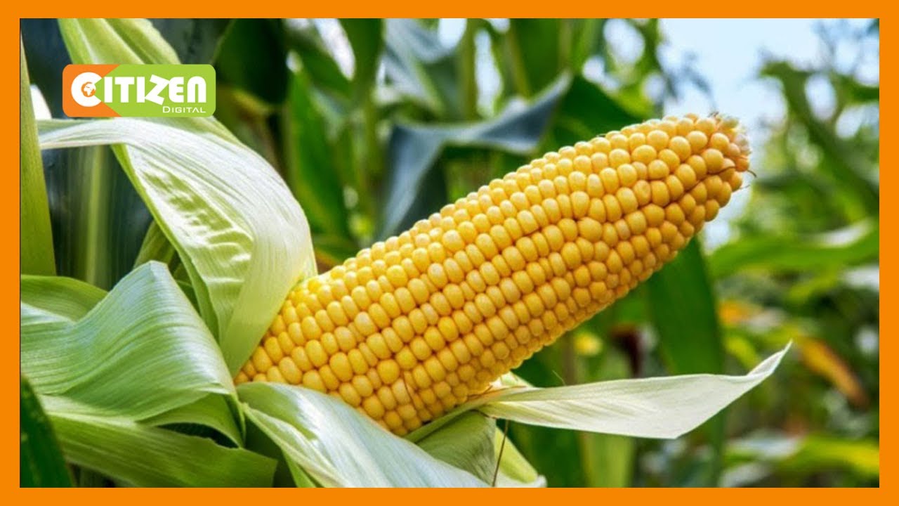 KALRO says BT maize key to food security - YouTube