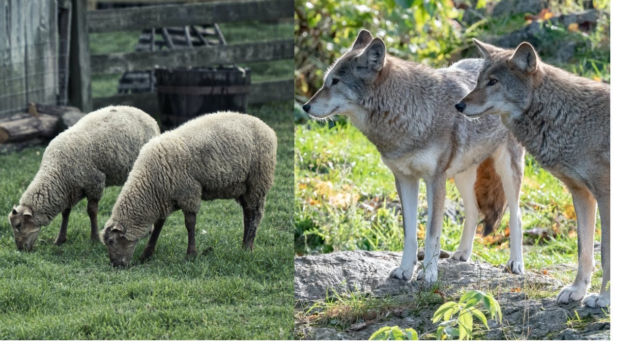 Two wolves Attack the sheep. (Part one) #WolvesOfMongolia #Predators # ...
