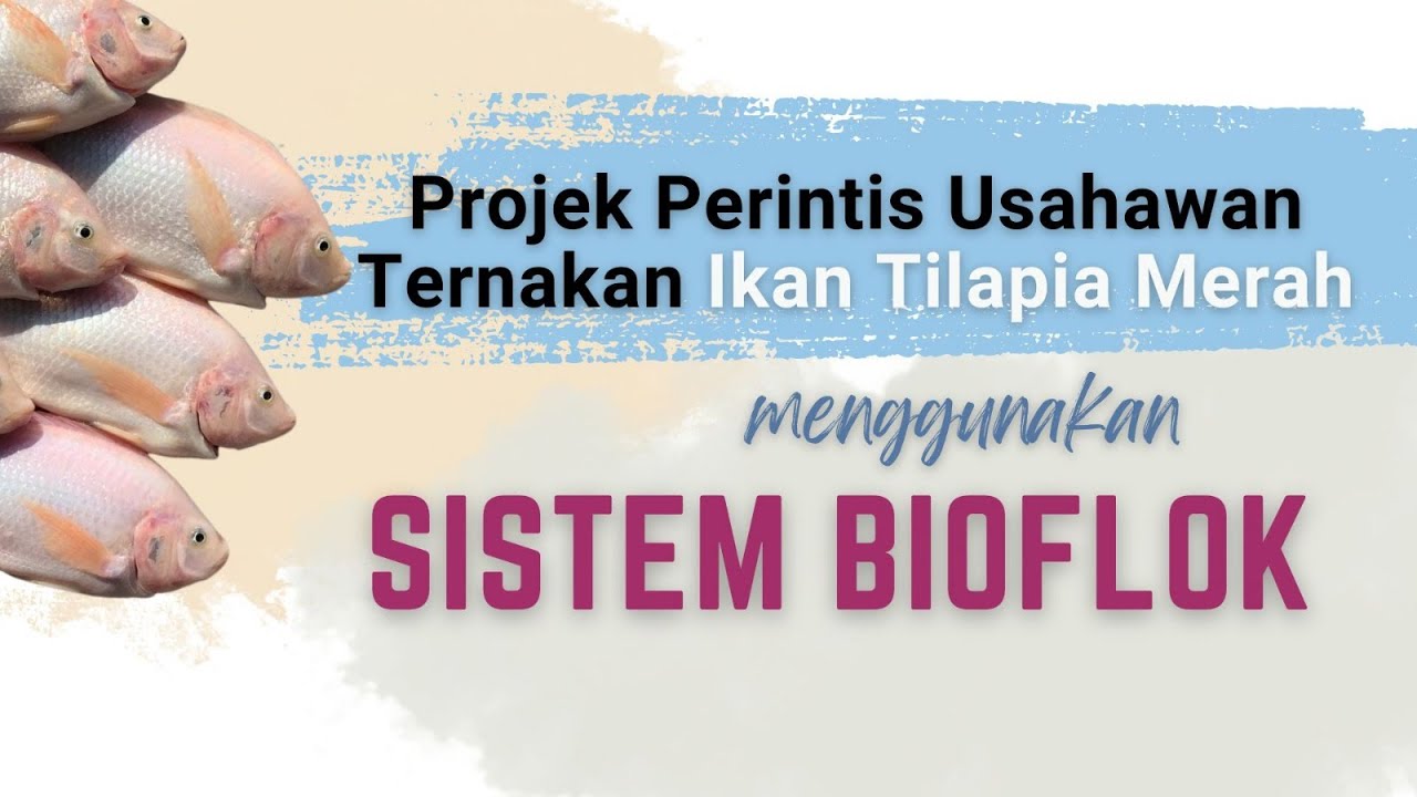 Sistem Bioflok dalam Penternakan Ikan Tilapia Merah di PJK - YouTube