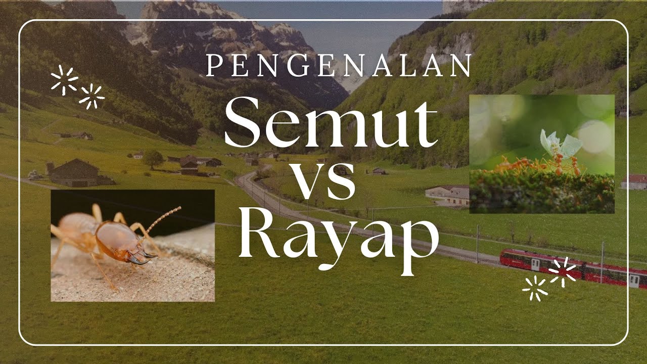 TENTANG PENGENALAN SEMUT VS RAYAP - YouTube