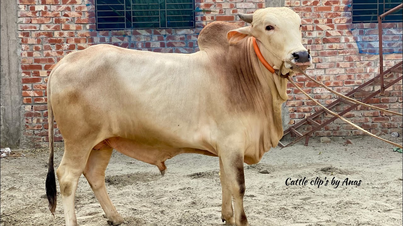 Very beautiful white gir | MASHALLAH | CATTLE CLIP'S BY ANAS | # ...