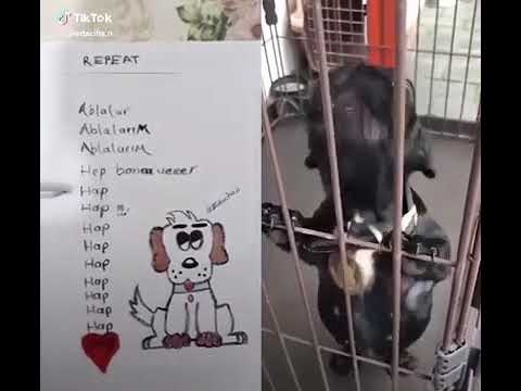 Tik tok (konuşan köpek)