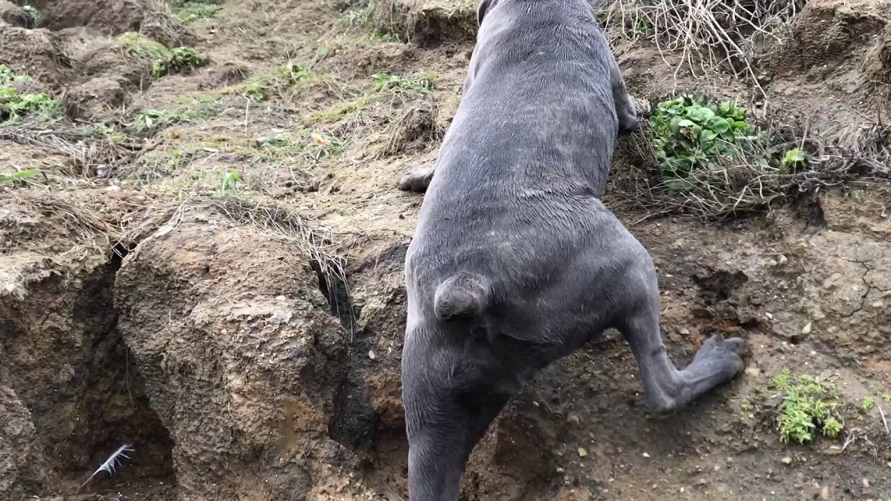Azul and Beckham (cane corso) at the beach - YouTube