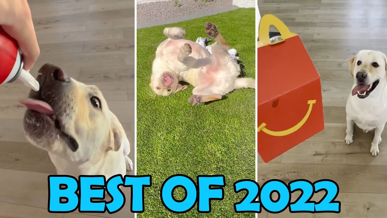 Best Of Scout the Labrador!! - YouTube