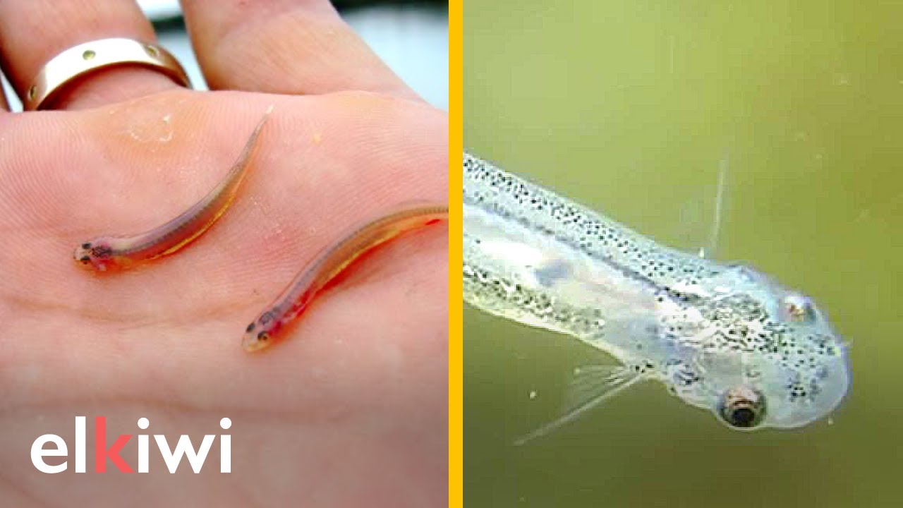 Candirú: el pez que te mantendrá alejado de las aguas del amazonas ...