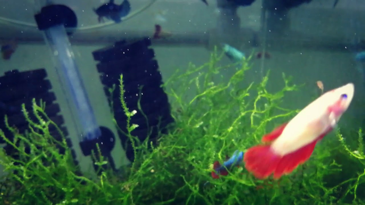Betta splendens halfmoon female - www.shrimp.sk - YouTube