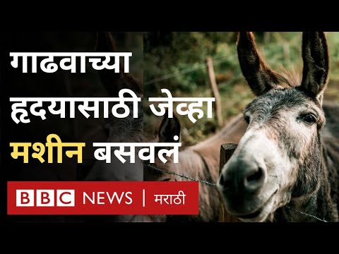 Donkey : Surgery करुन जेव्हा गाढवाला Pacemaker लावण्यात आला - YouTube