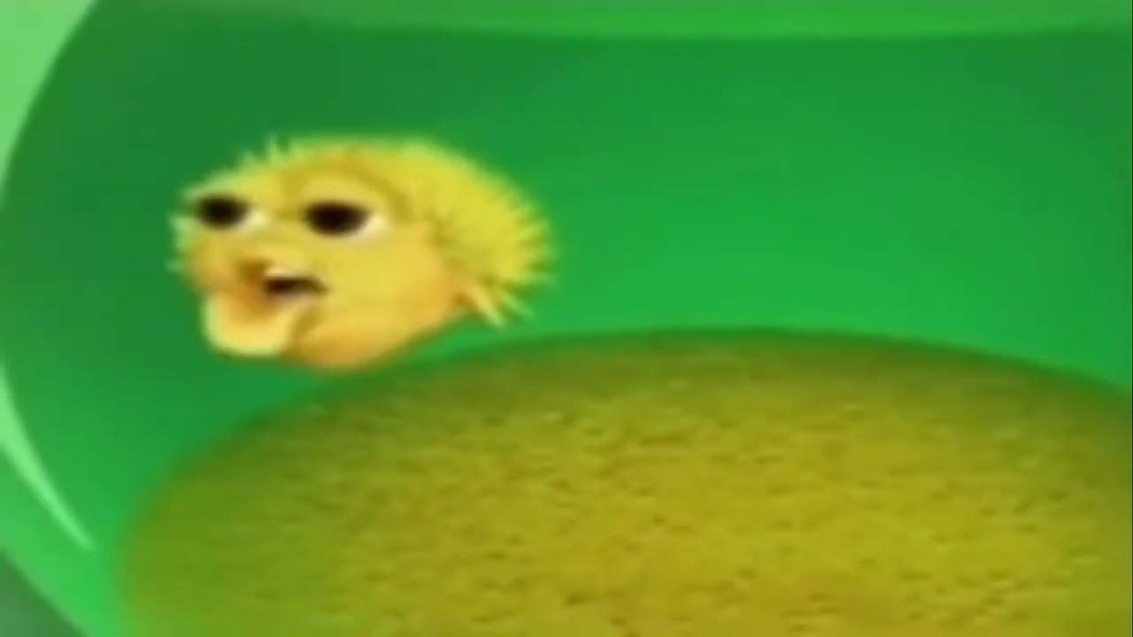 yellow pufferfish augh - YouTube