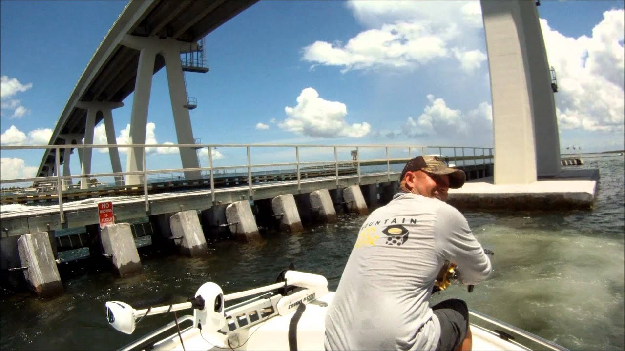 Goliath Grouper(jewfish) at Sanibel Island Causeway - YouTube