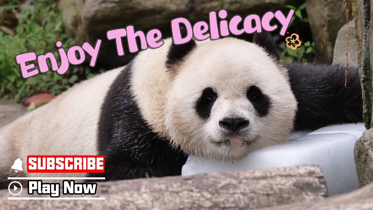 【Super Panda】Episode 305 Spring Is Foodie Pandas’ Favorite Season ...