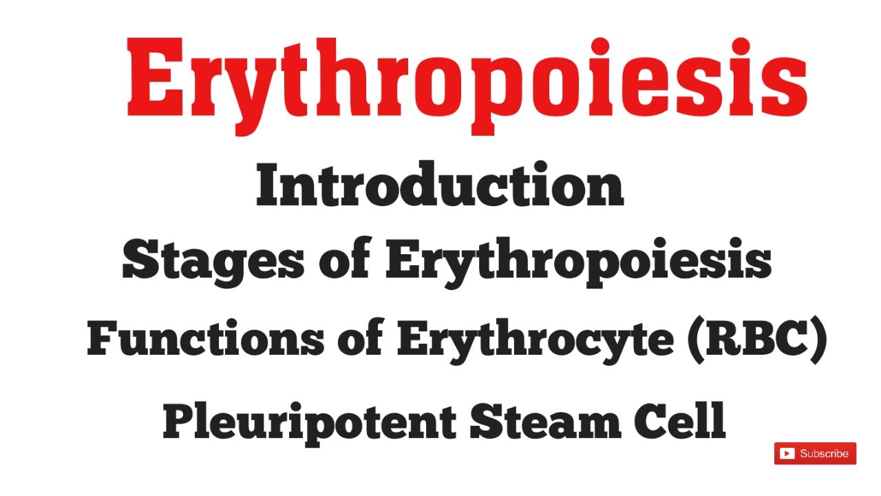 Erythropoiesis hematology || steps and stages of erythropoiesis ...
