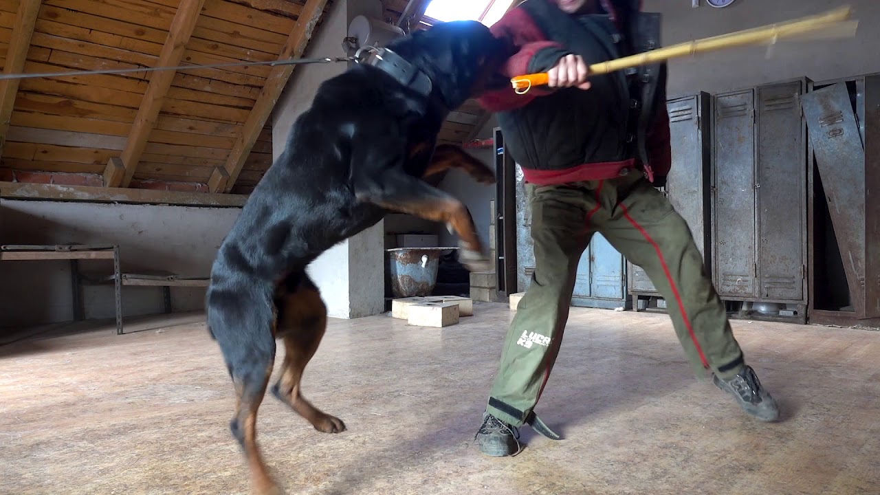 Josh Rottweiler Protection Inside And Outside - YouTube