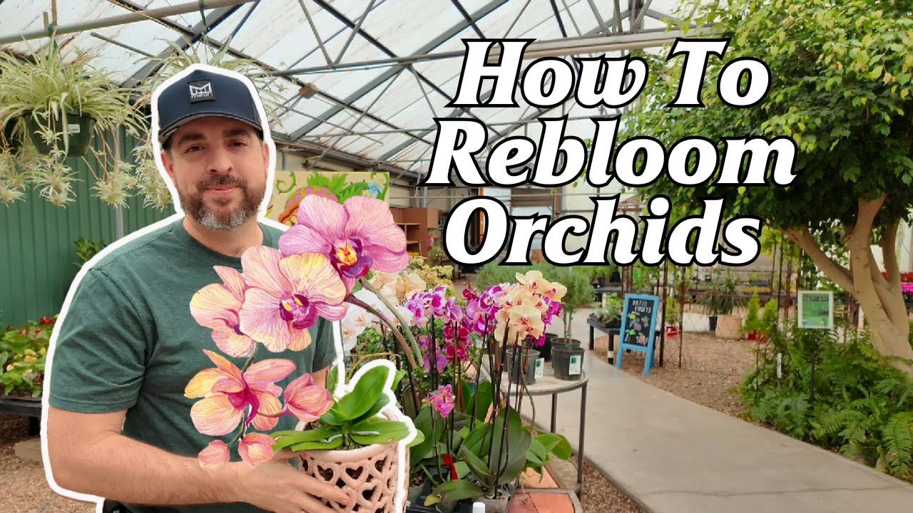 How to Rebloom Orchids - YouTube