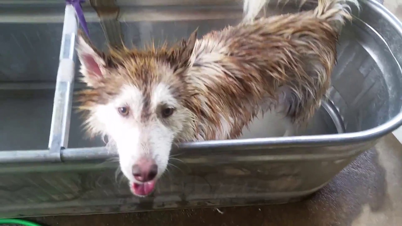 Coco & Bama's Bath (Huskies): Brush More, Bathe Less - YouTube