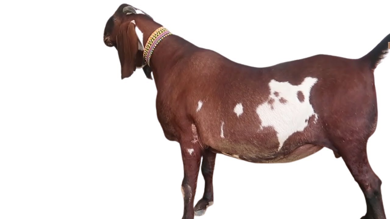 7 largest goat breeds (Giant 200 cm Size breed) - YouTube