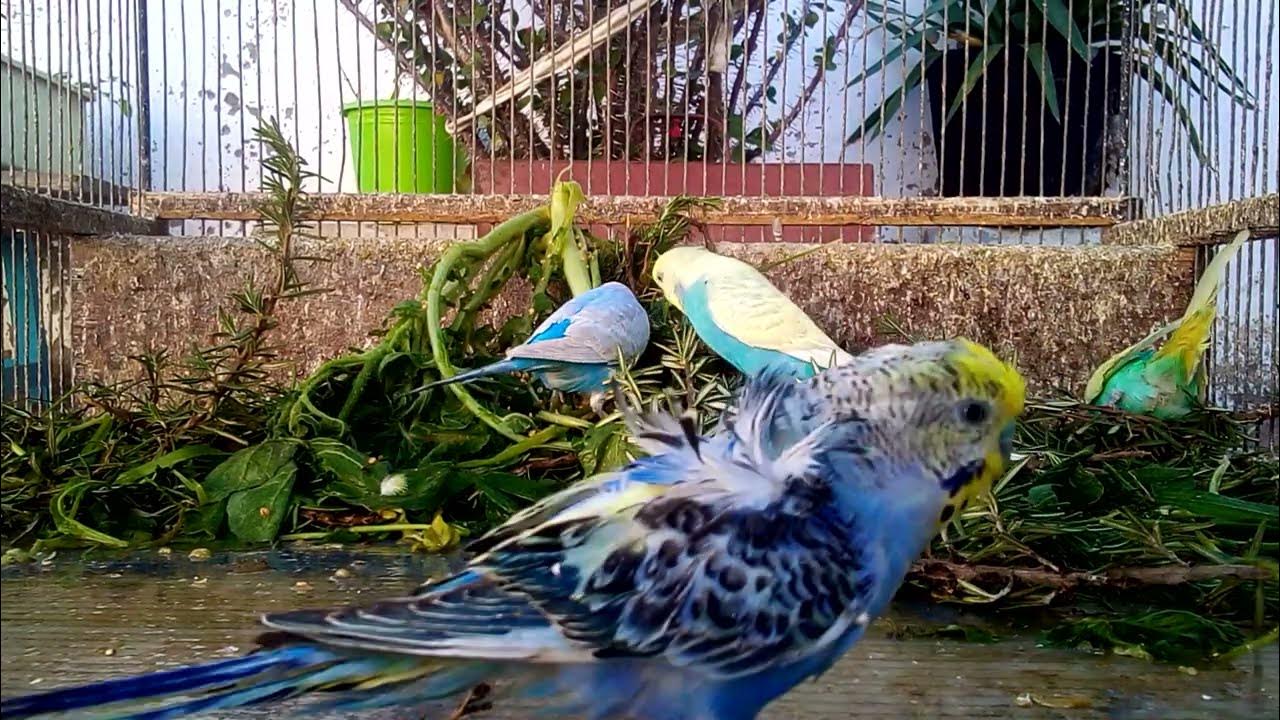 Rainbow Parakeet 101 Why These Birds Are the Perfect Pets! - YouTube