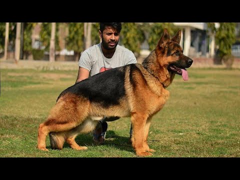 Dog training look monster - YouTube