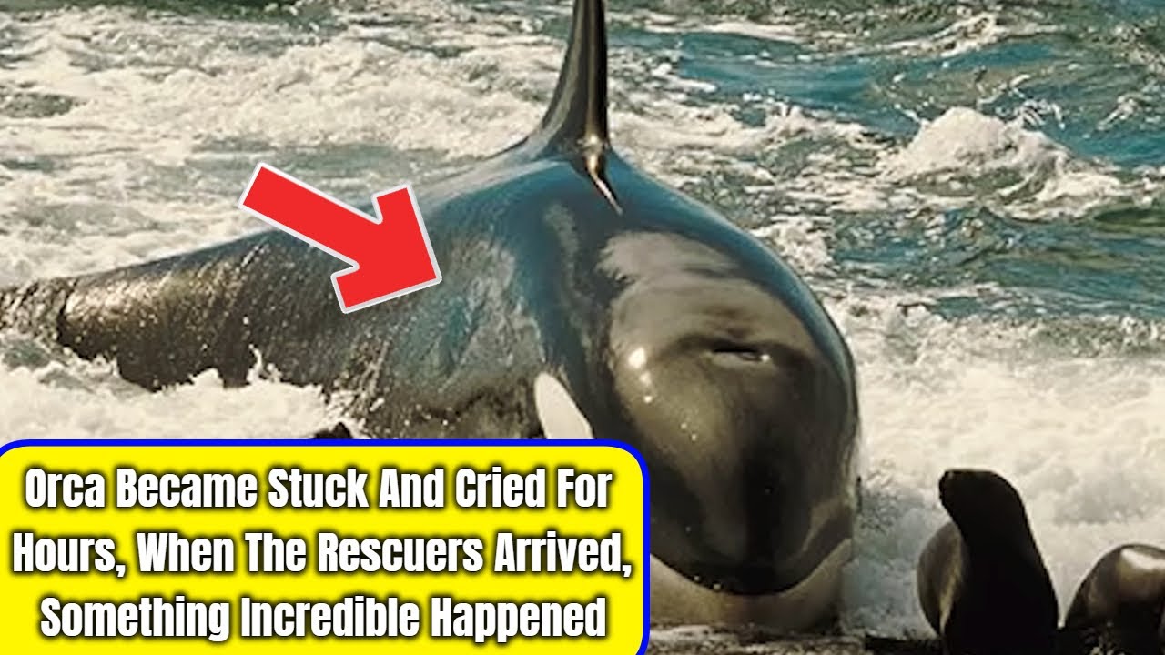 Orca Became Stuck And Cried For Hours, When The Rescuers Arrived ...